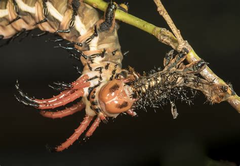 Hickory Horned Devil Eggs