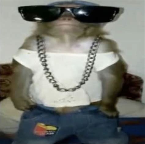 Monkey Monkeys Funny Monkey Pictures Memes