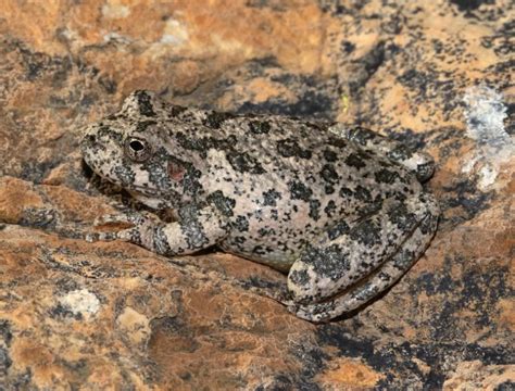 Canyon Tree Frog Facts Diet Habitat And Pictures On Animaliabio