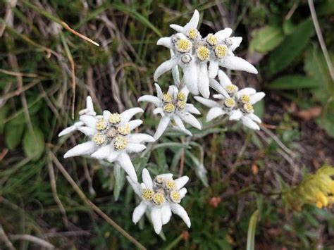 Runolist Vrtlarica Hr