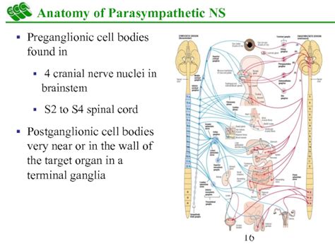 Autonomic Nervous System презентация доклад