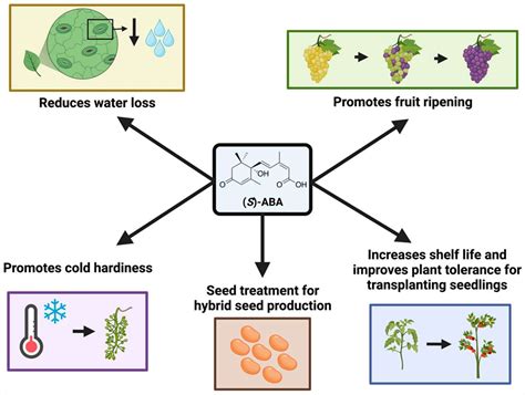 Abscisic Acid Function In Plants Frontiers Abscisic Acid As An