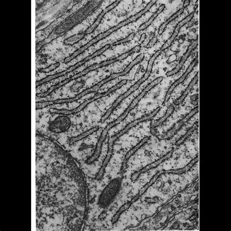 Cil10777 Rattus Odontoblast Cil Dataset
