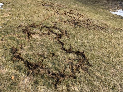Voles Vs Moles How To Tell The Difference And How To Get Rid Of Them