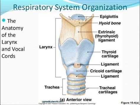 How To Draw Trachea Anterior View Youtube
