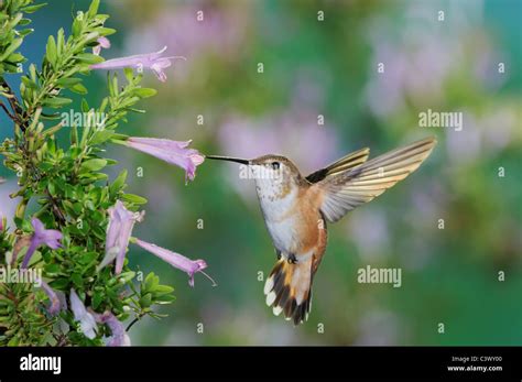 Rufous Hummingbird Selasphorus Rufus Female In Flight Feeding On