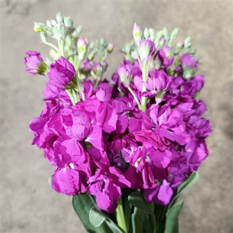 Alelí Vivero Musacco