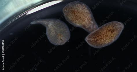 Leeches Are Segmented Worms That Belong To The Phylum Annelida And