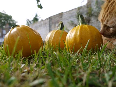 Squashed Cat Isobel And Cats Blog