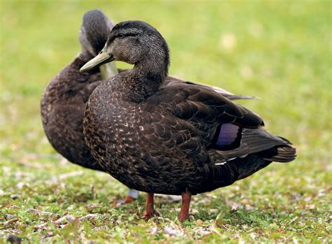 Blue Duck Bird Britannica