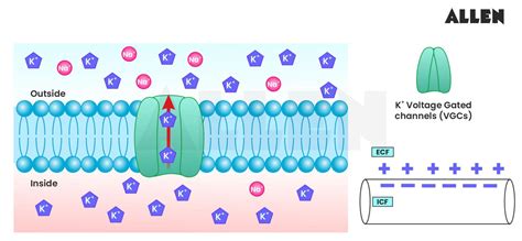 Action Potential Definition Structure And Solved Problems