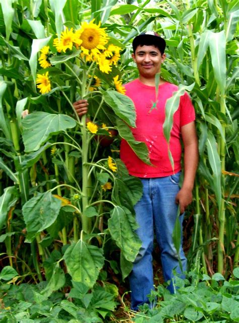The Sharing Gardens Three Sisters Winter Storage Crops And How To