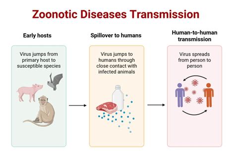 Zoonotic Diseases Classification Causes Prevention Control