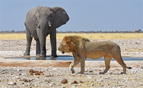 Do Lions Hunt Elephants Interesting Facts