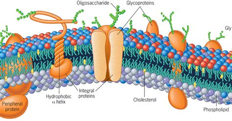 Biologia Celular Membrana PlasmÁtica Modelo Mosaico FluÍdo