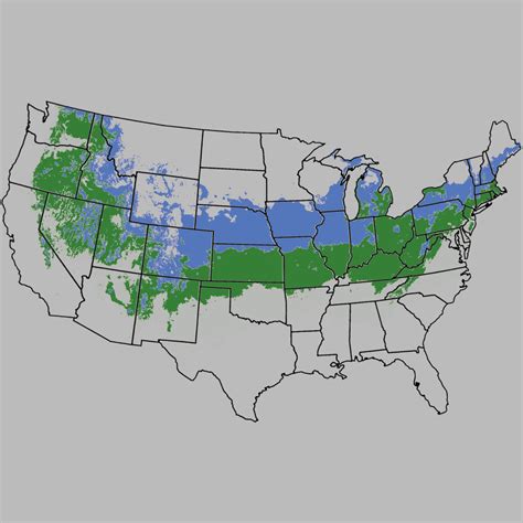 Persimmon Fruit Trees For Sale Buy Persimmon Trees Online