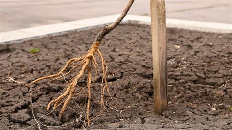 When To Plant Bare Root Fruit Trees In Your Zone