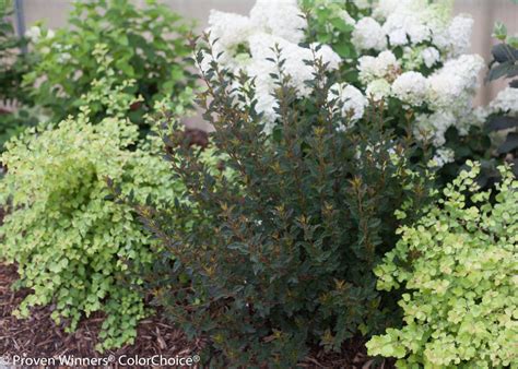Tiny Wine® Ninebark Physocarpus Opulifolius Proven Winners