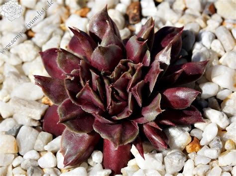Qasimodo Sempervivum Liste