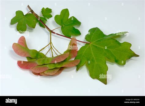 Everything You Need To Know About Field Maple Fsaq