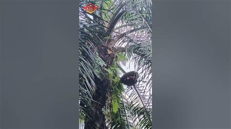 Buahnya Full Brondol Youtube