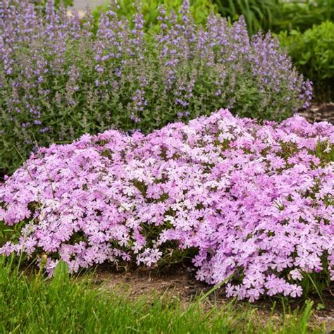 30 Types Of Pink Flowers For Your Garden Garden Design