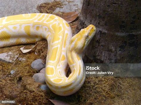 Ular Piton Burma Albino Dari Asia Foto Stok Unduh Gambar Sekarang