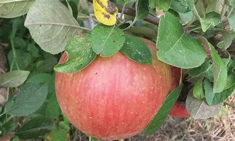 Haralson Apple Knowledgebase Johnsons Nursery