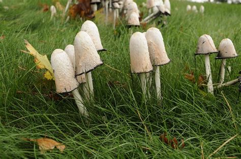 Danielle Monaco Flickr