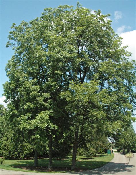 25 Most Common Trees In Tennessee ProGardenTips