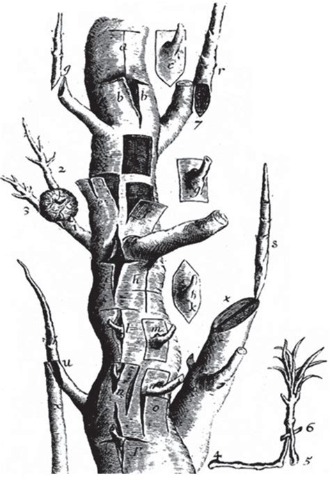 Robert Sharrock Various Methods Of Grafting In The History Of The