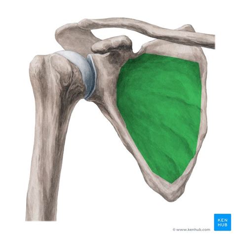 Subscapular Fossa Anatomy And Function Escapula Anatomía Del