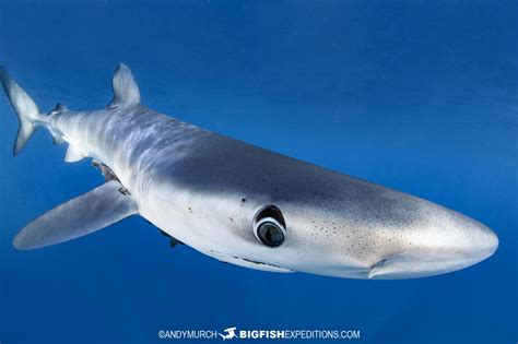 Giant Blue Shark A Large Female Blue Shark With Mating Scars Hope It