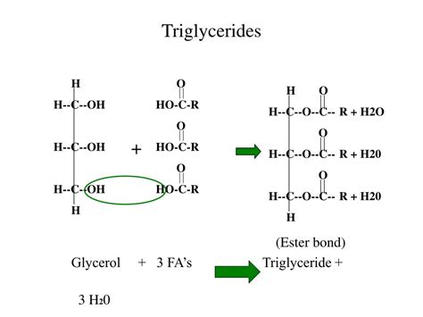 Ppt Lipids Powerpoint Presentation Free Download Id 6898454