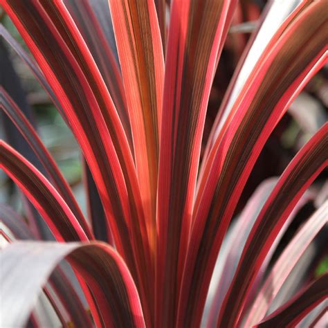 How To Identify Cordylines Cordyline