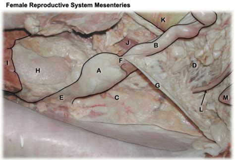 Female Reproductive Mesenteries Diagram Quizlet
