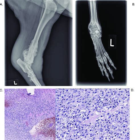 How Aggressive Is Osteosarcoma In Dogs