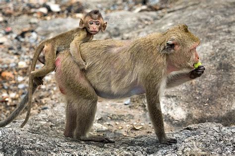 猴子、妈妈和宝宝在自然的氛围中。素材 花瓣网