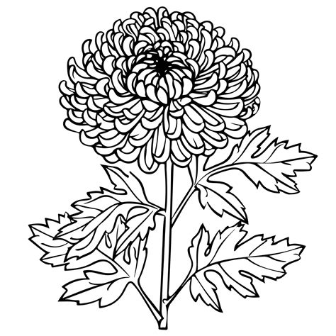 Premium Vector Chrysanthemum Sketch With Hand Drawn Vector Illustration