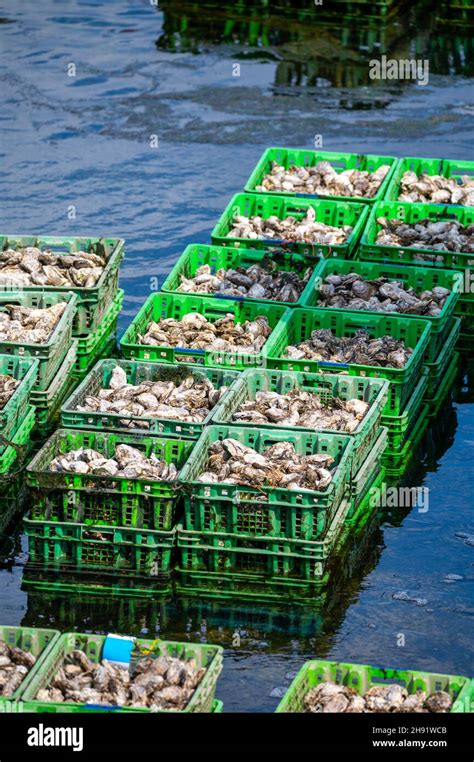 Oysters Growing Systems Keeping Oysters In Concrete Oyster Pits Where