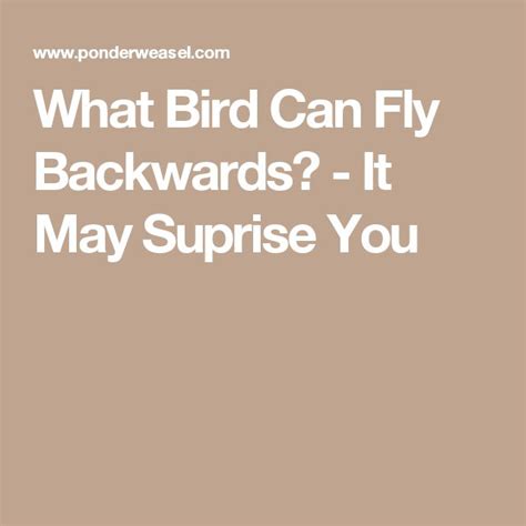 I Saw The Coolest Thing Yesterday A Hummingbird Nicknamed Joy Stood