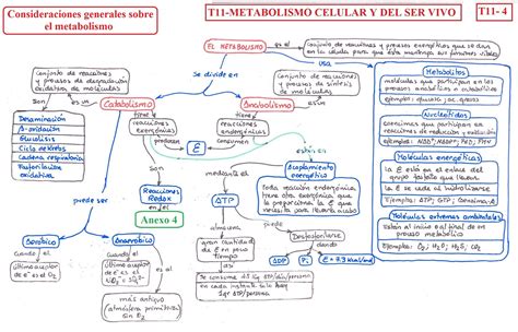Mapa Conceptual Del Metabolismo Celular En Formato Pdf Afm