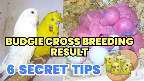 Opaline Budgie Cross Breeding Result Budgies Growth Stages 6