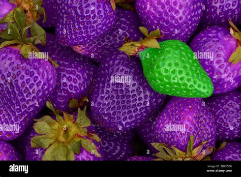 Genetically Modified Organisms Strawberries Gmo Modified Food Stock