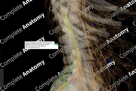 Intermediate Branch Of Posterior Ramus Of First Lumbar Nerve Right Complete Anatomy