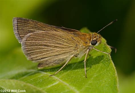 Swarthy Skipper Nastra Lherminier