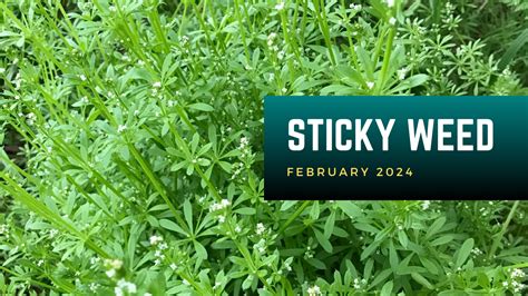 Plant Of The Month Sticky Weed Native Plant Society Of Texas