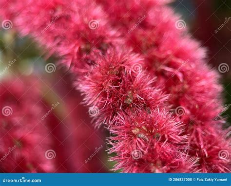Red Fox Tail Plant With Hairy Fluffy Flower Texture And Blur Background