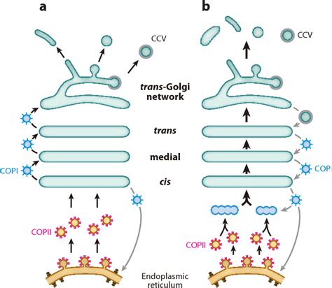 Figure 1 From Membrane Traffic Within The Golgi Apparatus Semantic