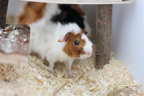 Mine Første Marsvin Guide Dansk Marsvineklub